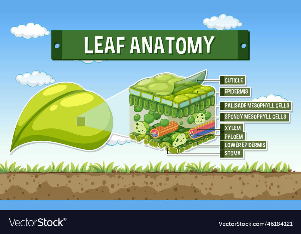 Internal Structure Of Leaf Diagram Royalty Free Vector, 48% OFF
