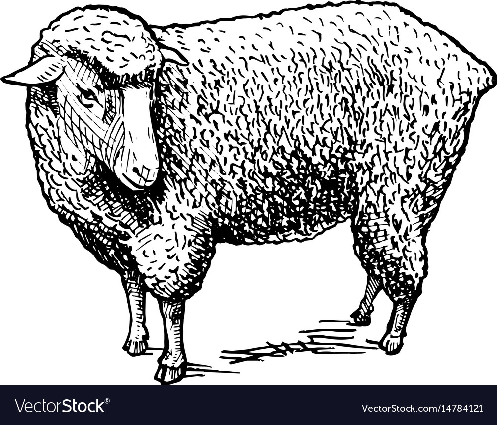 Sheep Royalty Free Vector Image - VectorStock