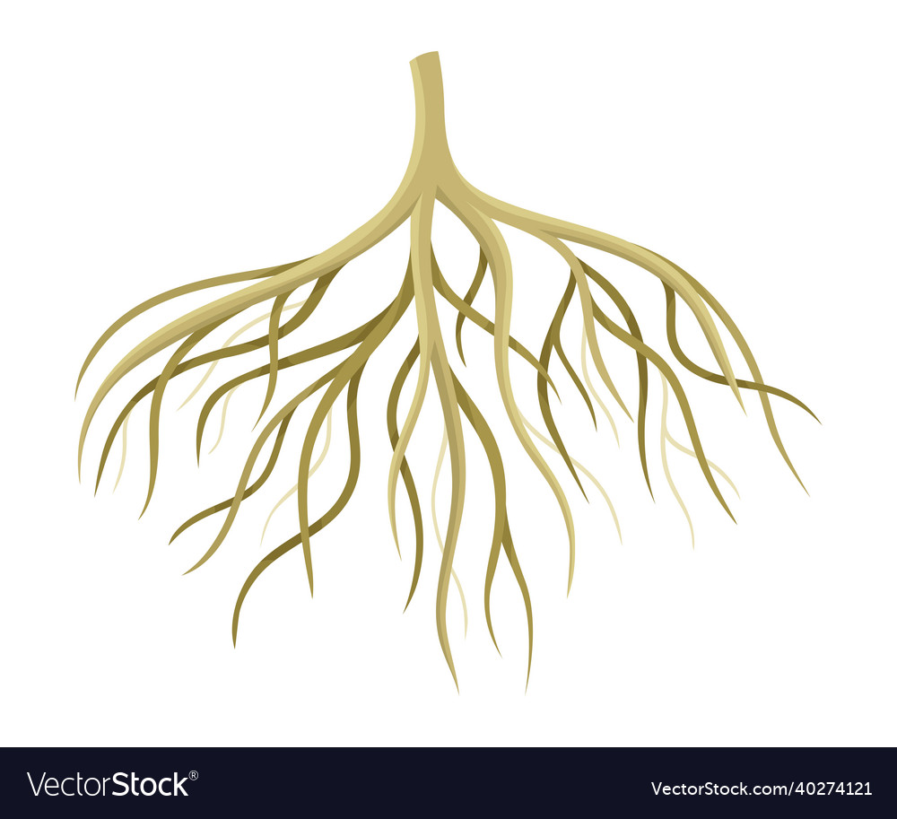 Tree rootstalk bush or shrub root system botany Vector Image