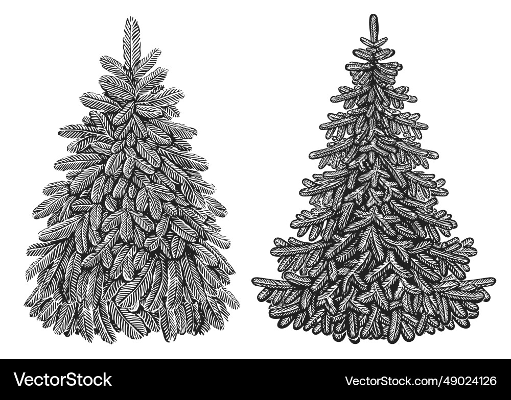 Hand drawn beautiful evergreen fir tree Royalty Free Vector