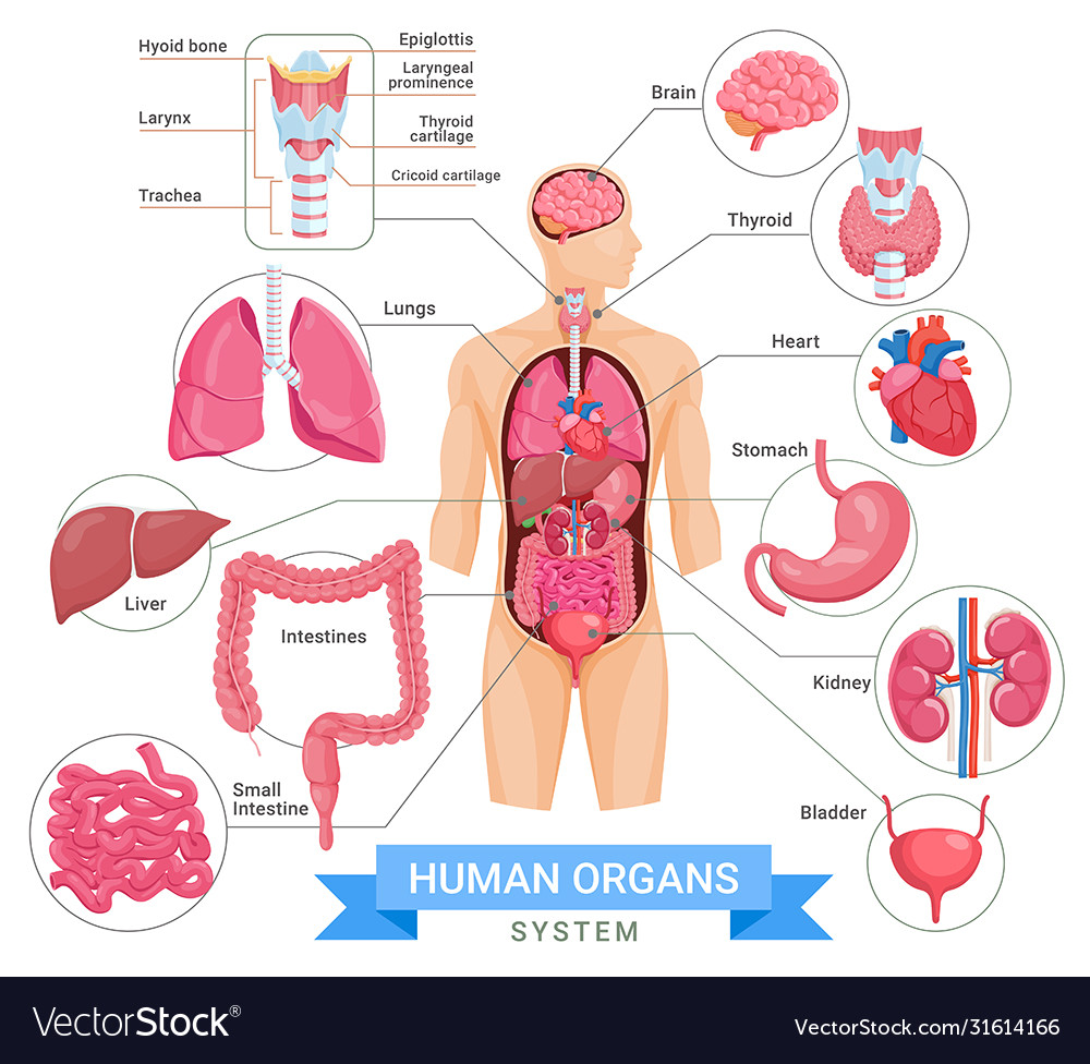 Human Organ System Royalty Free Vector Image VectorStock