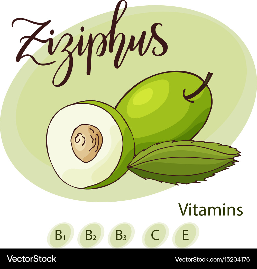 Fruit element of ziziphus hand drawn icon Vector Image