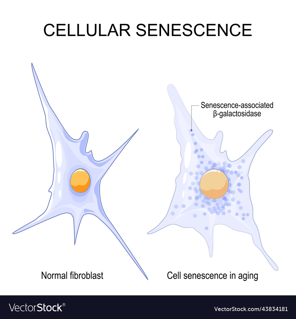 Changes senescent cells during ageing Royalty Free Vector