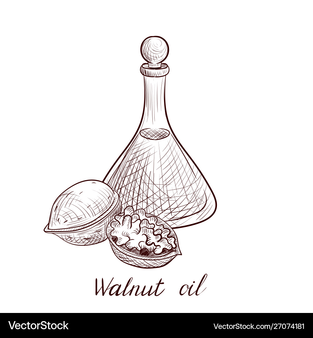 Drawing walnut oil Royalty Free Vector Image - VectorStock