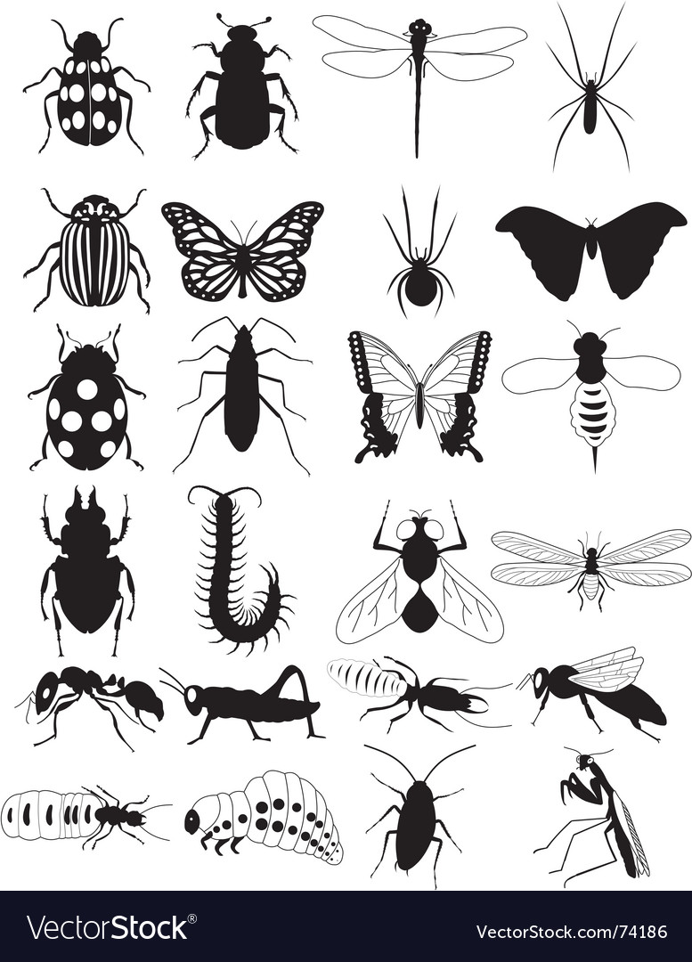 Bug silhouette Royalty Free Vector Image - VectorStock Bug silhouette Royalty Free Vector Image - VectorStock