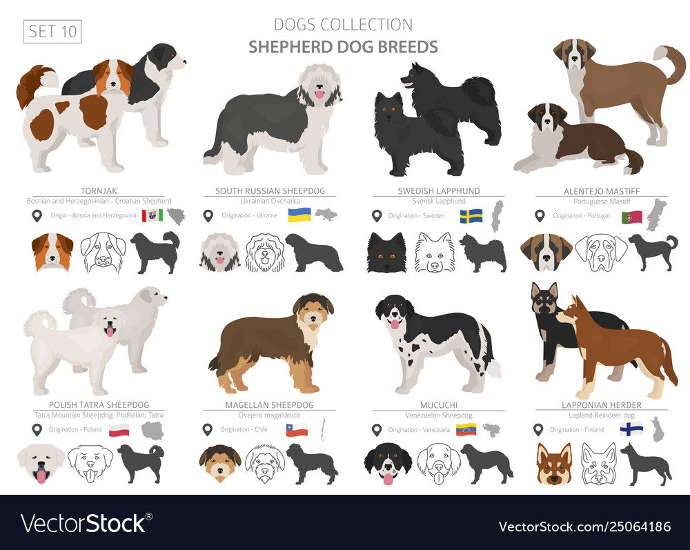 Herding Dog Breed Chart
