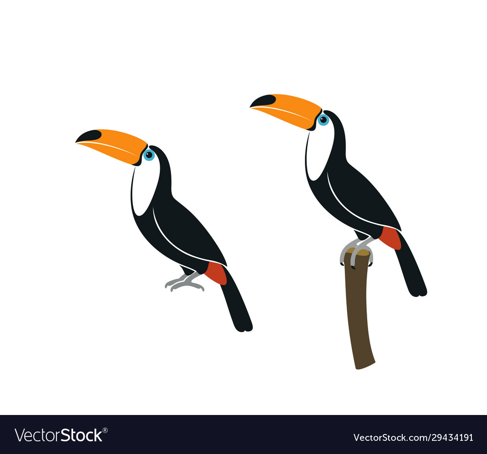 Toucan Royalty Free Vector Image - VectorStock