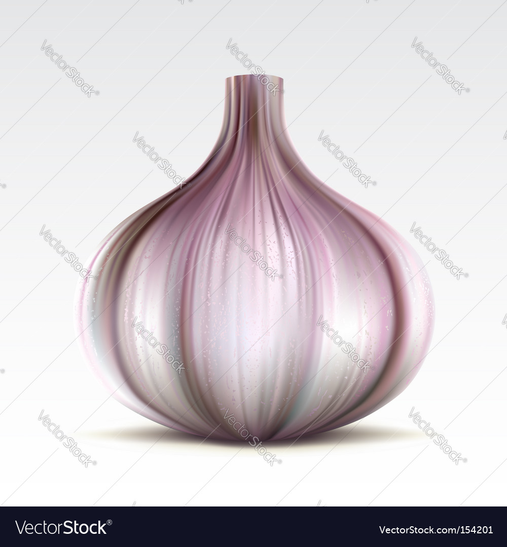 Garlic Royalty Free Vector Image - VectorStock