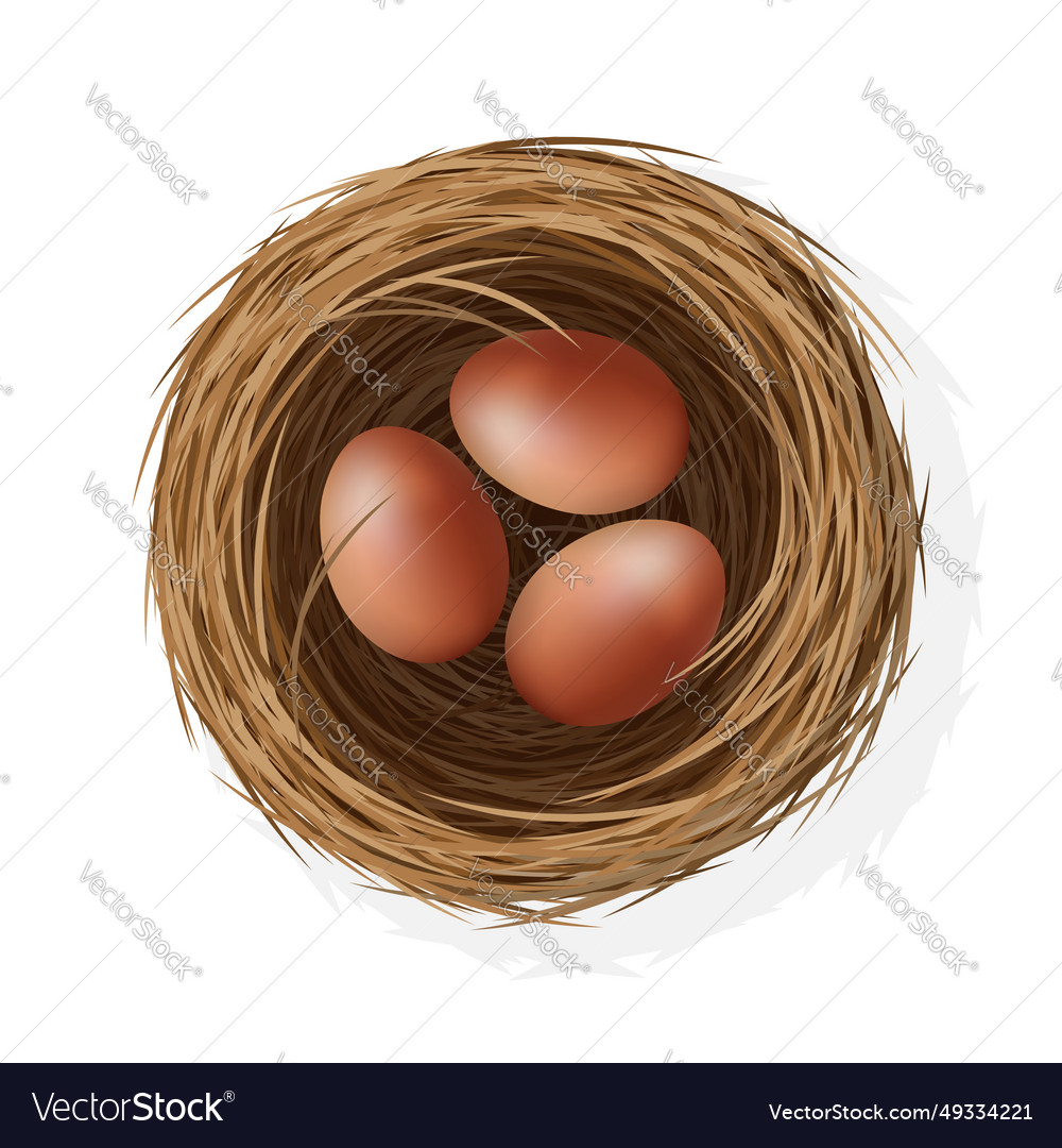 Wild bird nest from straw and twigs with chicken Vector Image