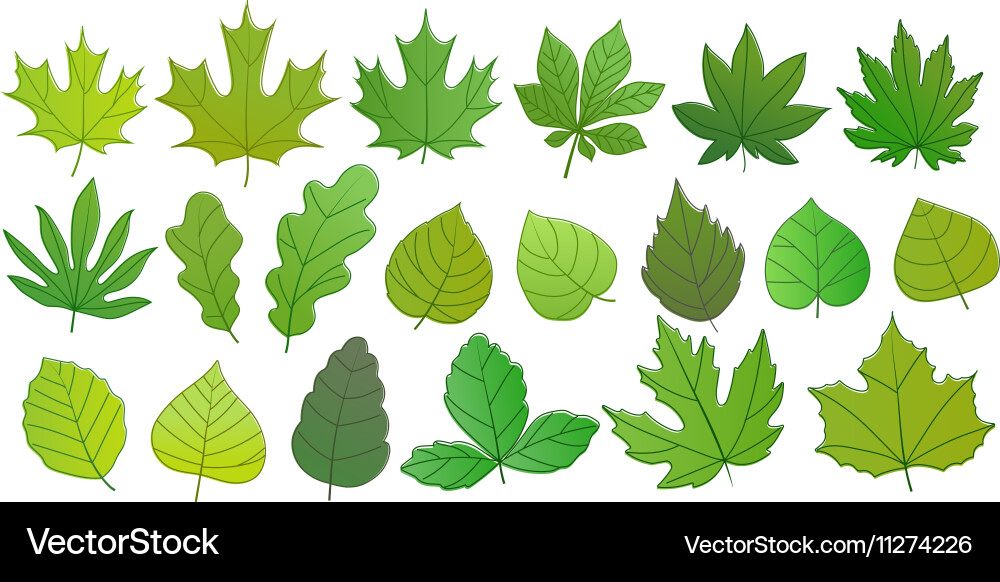Different green summer leaves collection leaves Vector Image