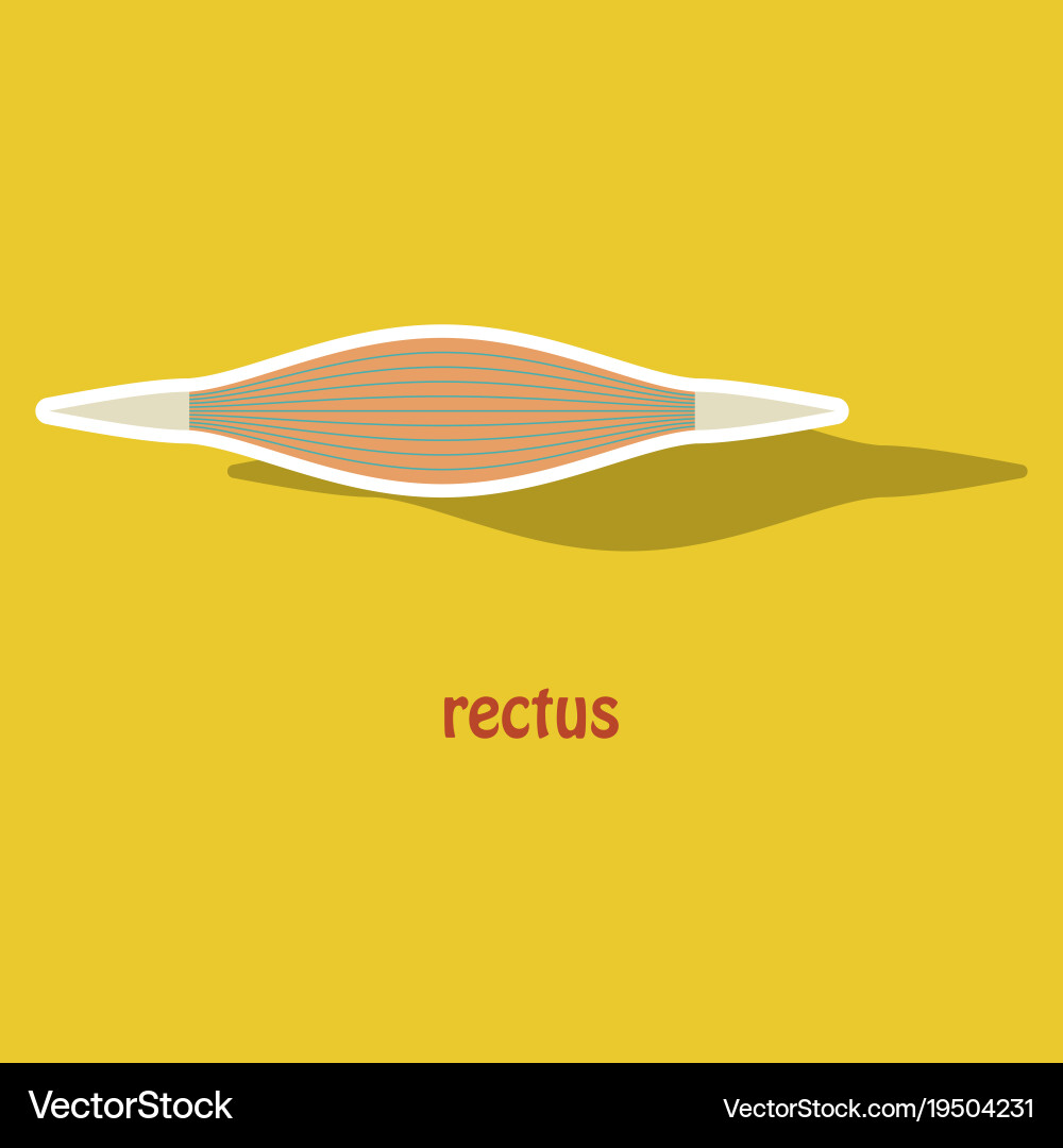 Sticker rectus - didactic board of anatomy Vector Image