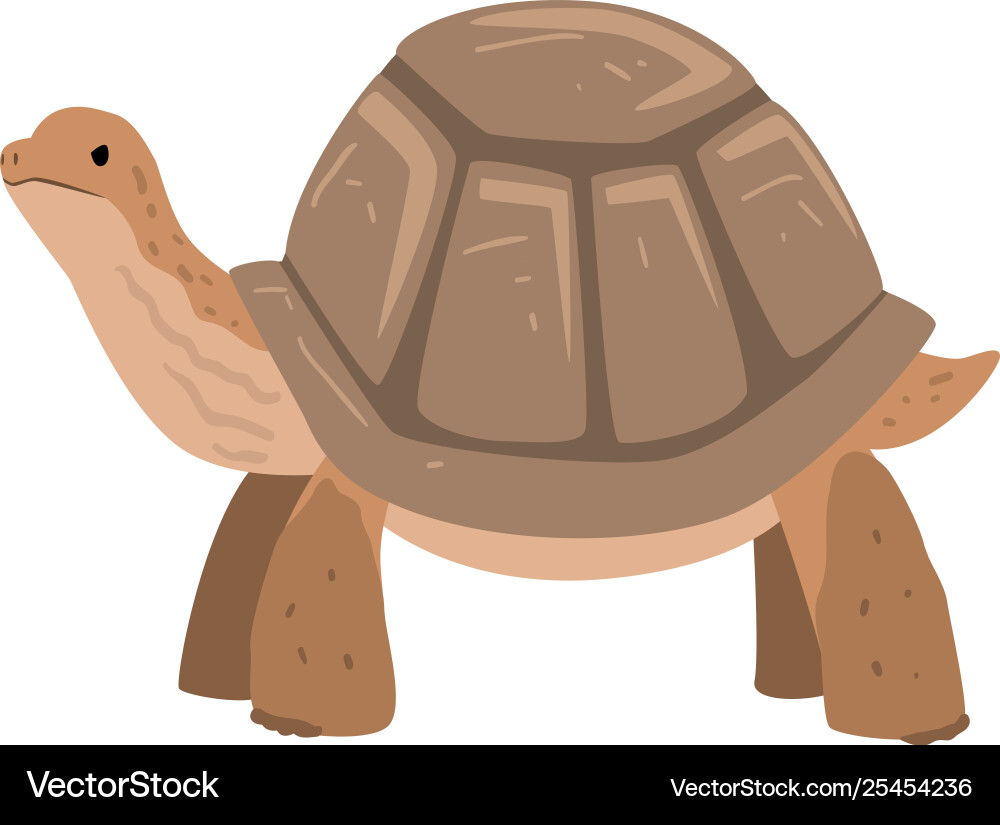 Large turtle tortoise reptile animal Royalty Free Vector