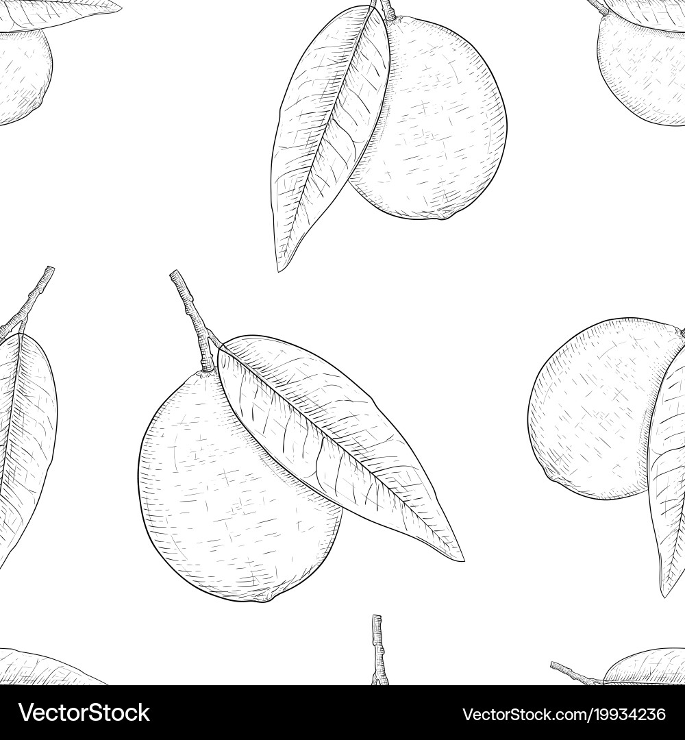 Lemon hand drawn outline sketch as seamless Vector Image