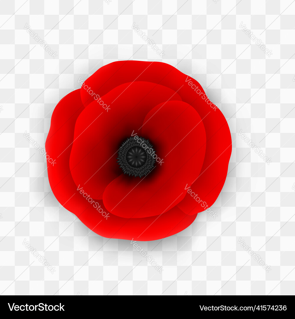 Red poppy flower closeup remembrance Royalty Free Vector