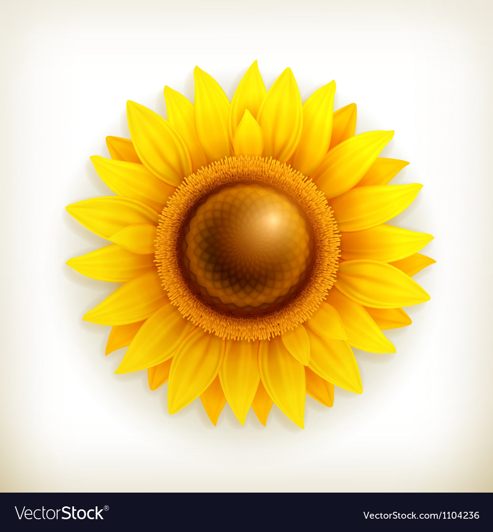 Sunflower Royalty Free Vector Image - VectorStock