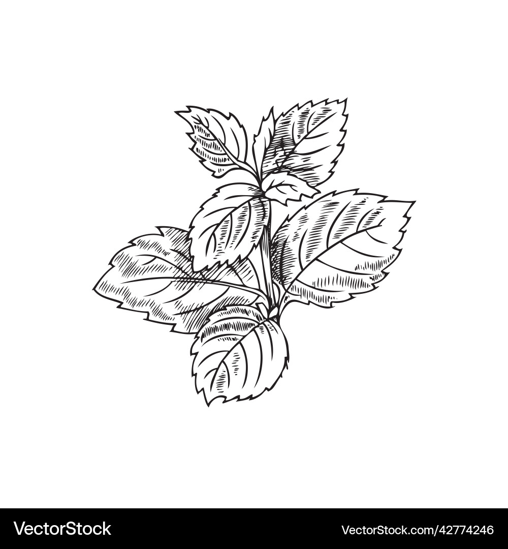 Lemon balm bunch with outlined leaves hand drawn Vector Image