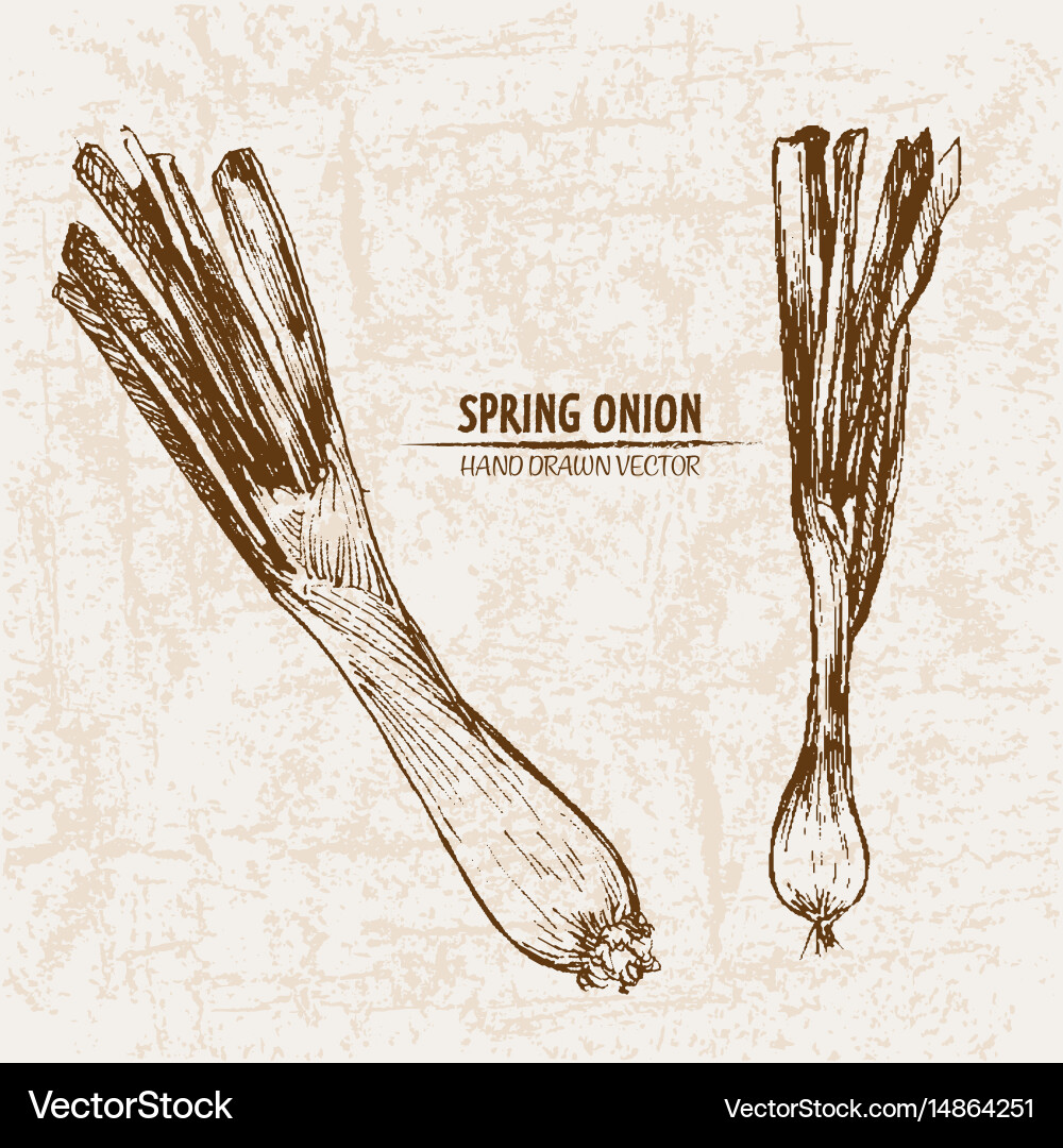 Digital detailed line art spring onion Royalty Free Vector