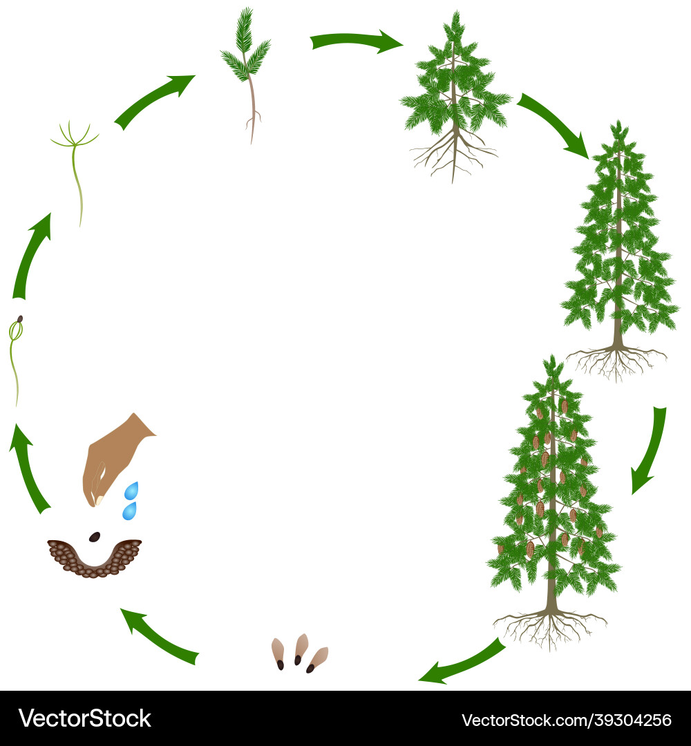A growth cycle of spruce tree Royalty Free Vector Image