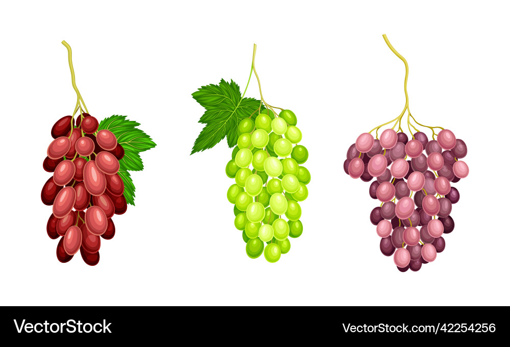 Red and white table or wine grapes ripe fresh Vector Image