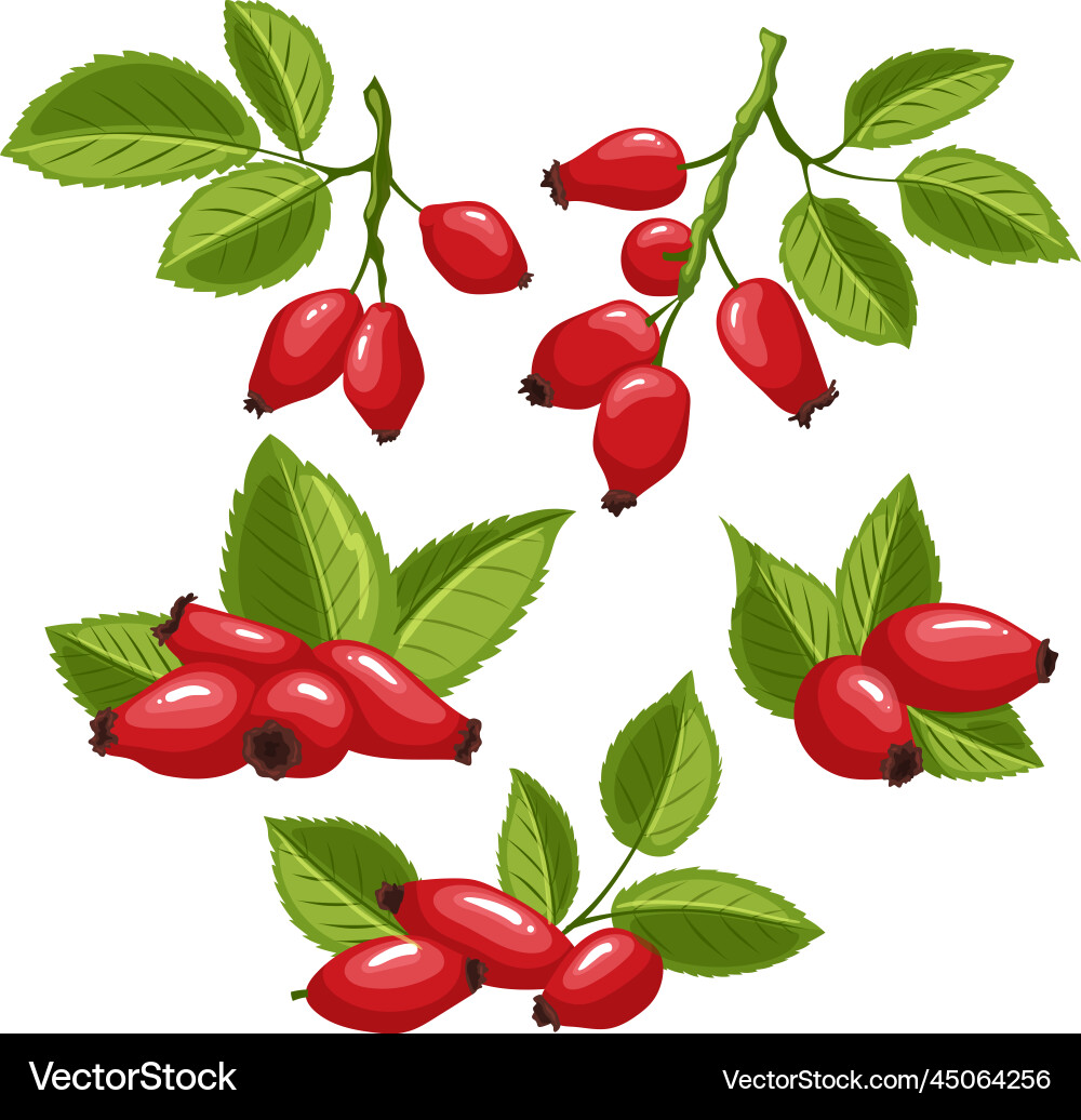 Rosehip rose berry hip set cartoon Royalty Free Vector Image