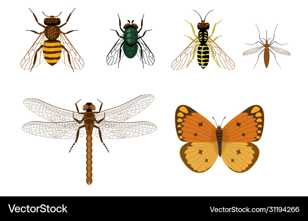 Colorful flying insects isolated on white Vector Image