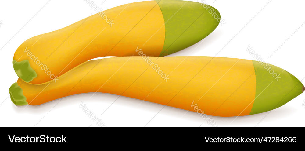 Group of zephyr squash summer cucurbita Royalty Free Vector
