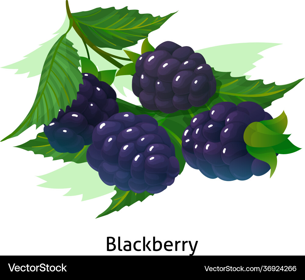 Ripe berries bunch blackberry with stem and leaf Vector Image