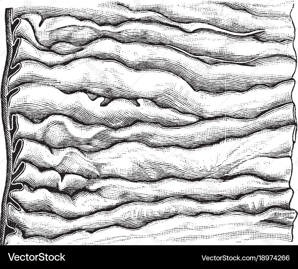 Valvulae conniventes vintage Royalty Free Vector Image