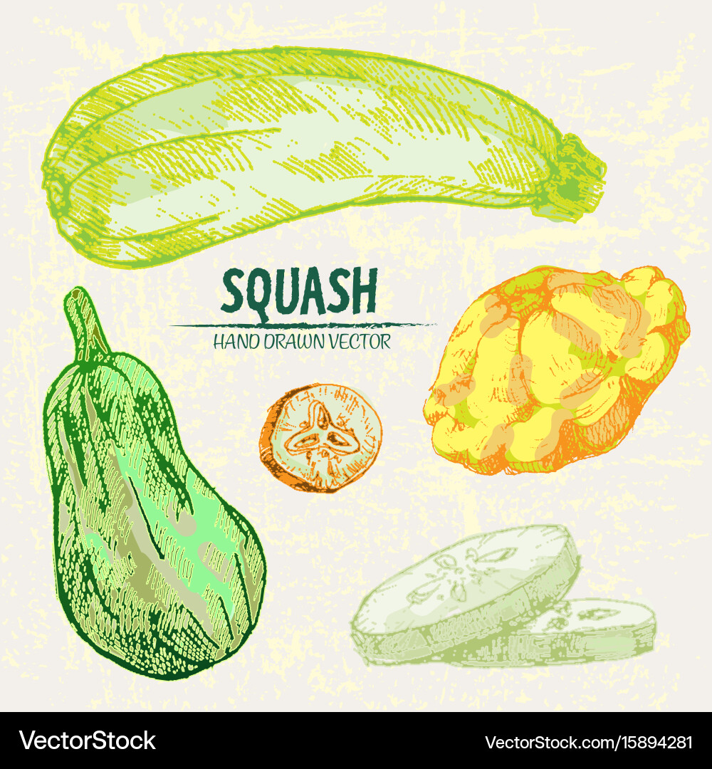 Digital detailed line art color squash Royalty Free Vector