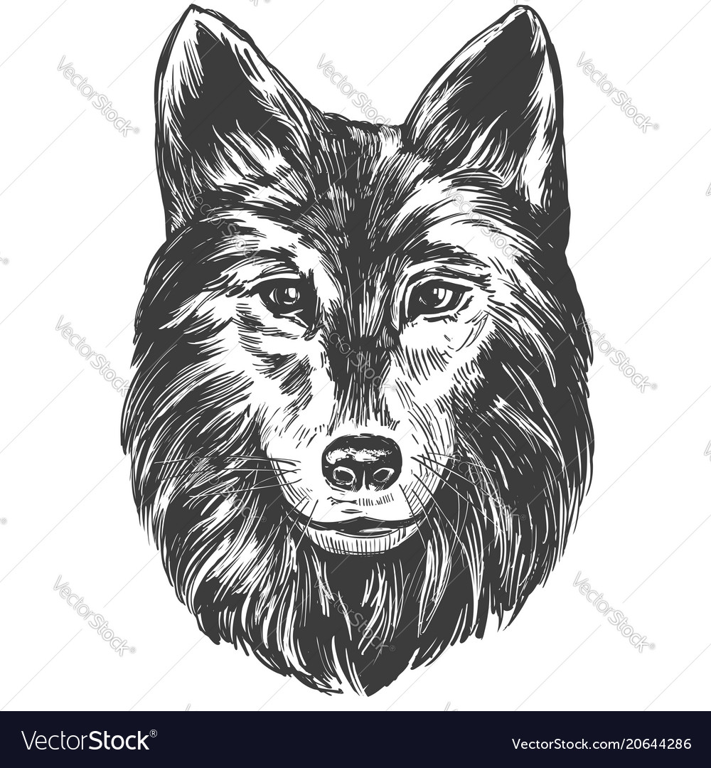 Muzzle a wolf wildlife hand drawn Royalty Free Vector Image Muzzle a wolf wildlife hand drawn Royalty Free Vector Image