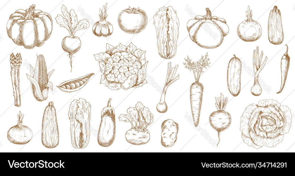 Farm veggies greenery and vegetable sketch Vector Image