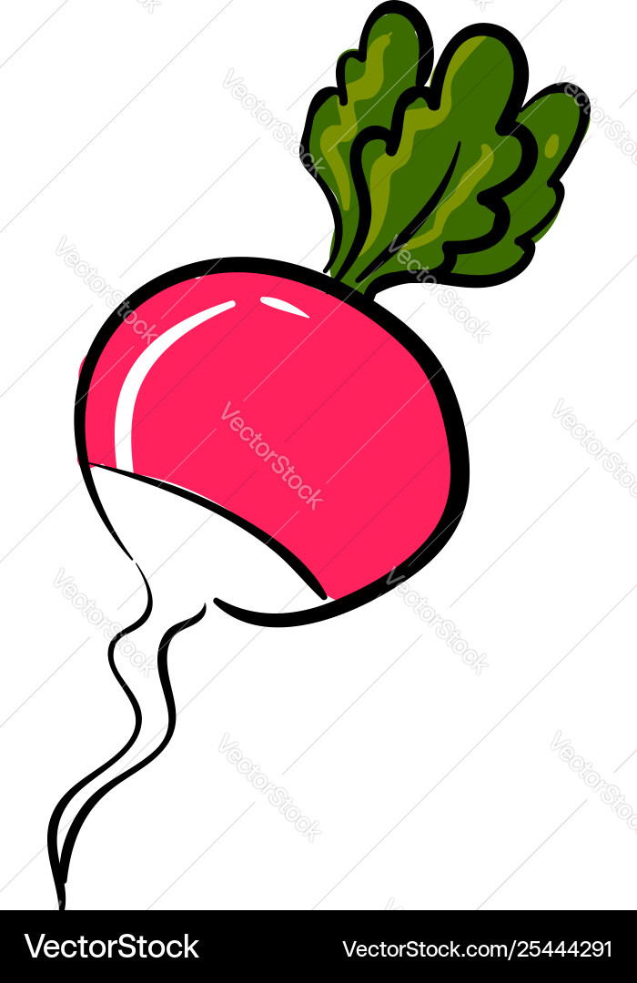 Pink radish or color Royalty Free Vector Image