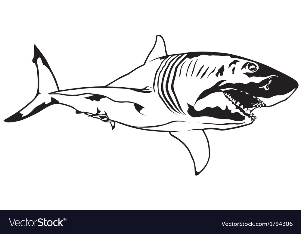 Shark Royalty Free Vector Image - VectorStock