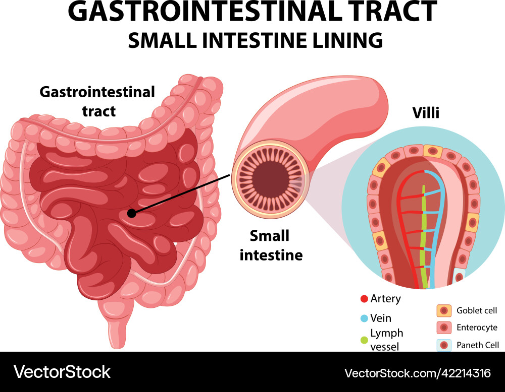 Diagram showing gastrointestinal tract Royalty Free Vector