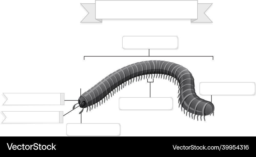 External anatomy of millipede worksheet Royalty Free Vector