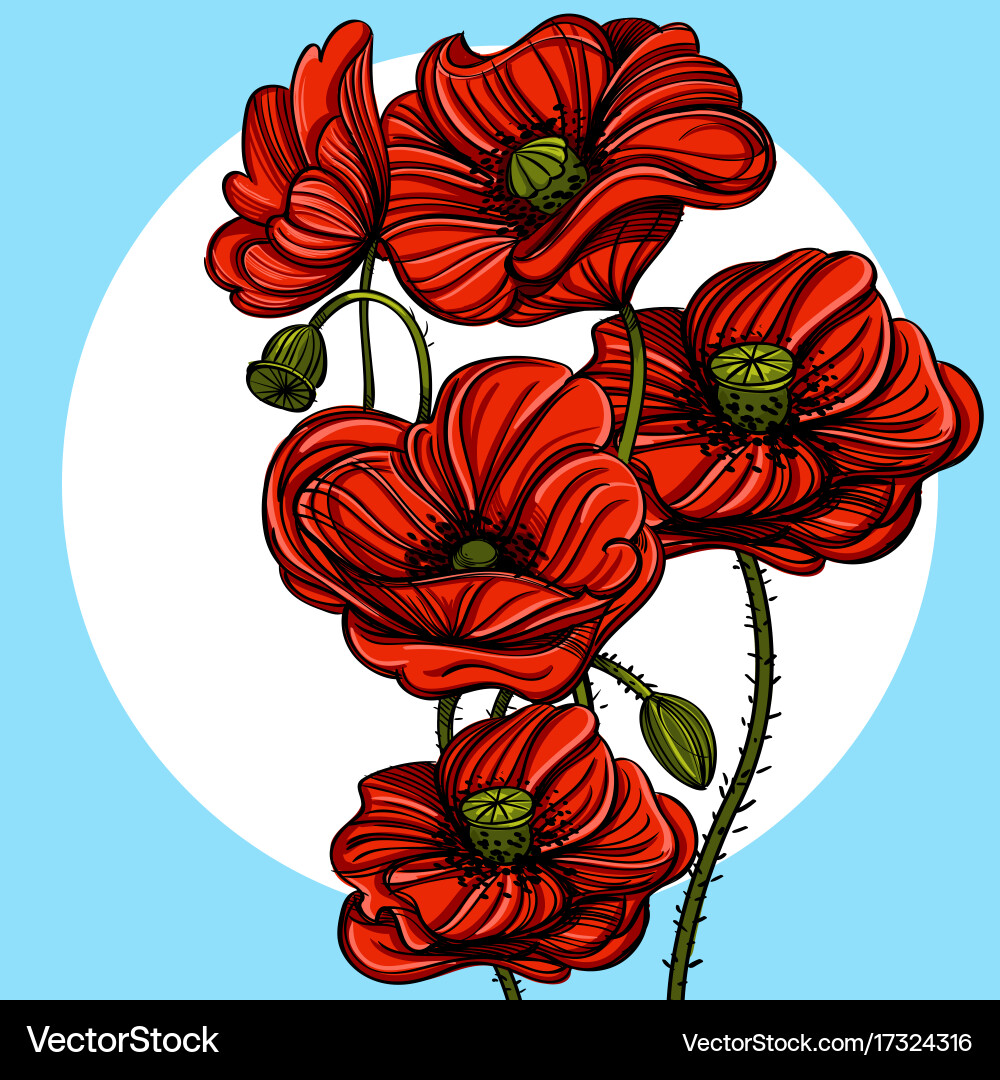 Hand drawn red poppies floral design element Vector Image
