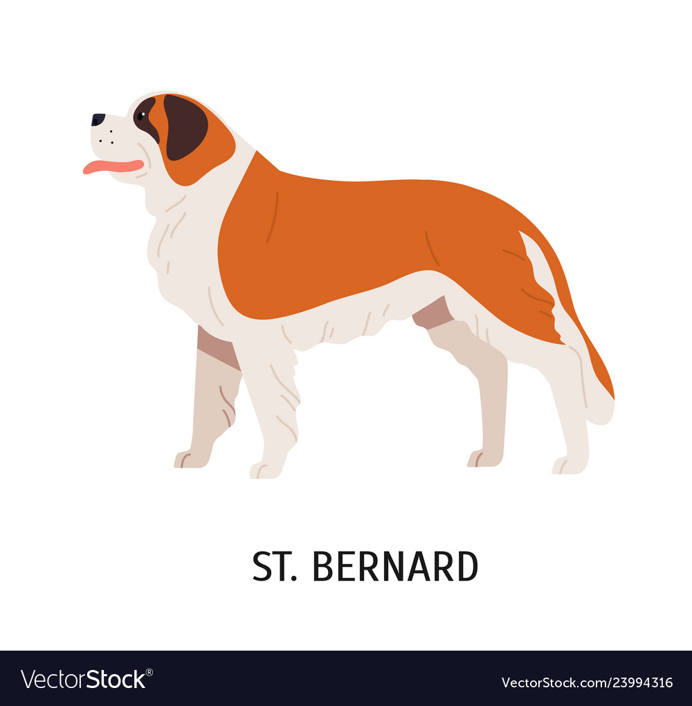 St bernard cute lovely large mountain rescue dog Vector Image