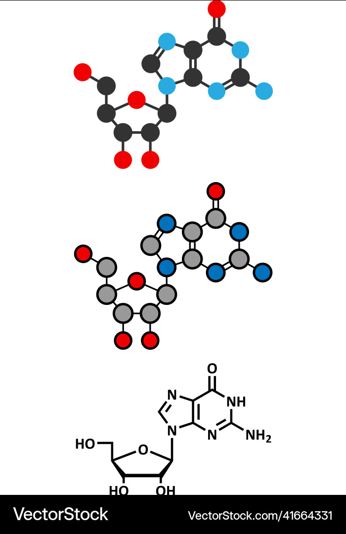 Guanosine purine nucleoside molecule important Vector Image