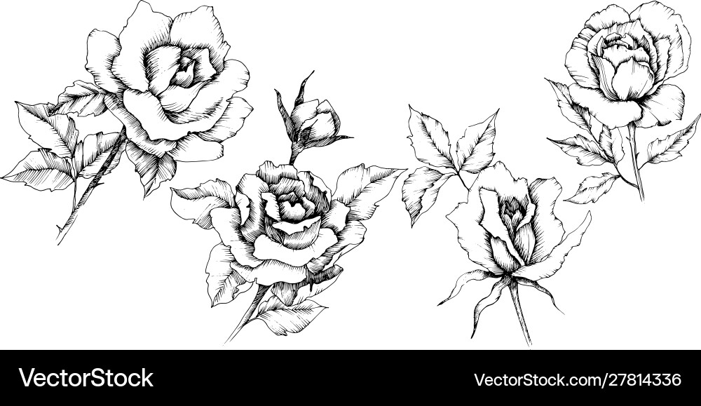 Rose flower in a style isolated Royalty Free Vector Image