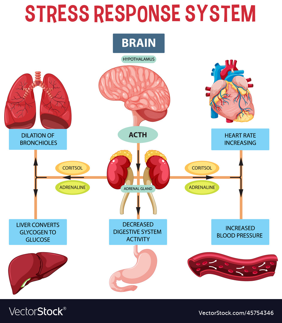 Stress response system scheme Royalty Free Vector Image