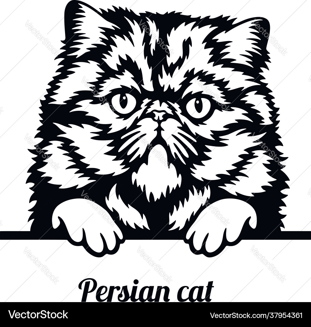Persian cat - cat breed cat breed head isolated Vector Image