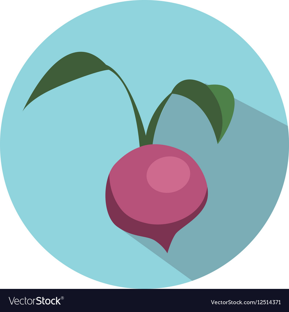 Beetroot vegetable icon Royalty Free Vector Image