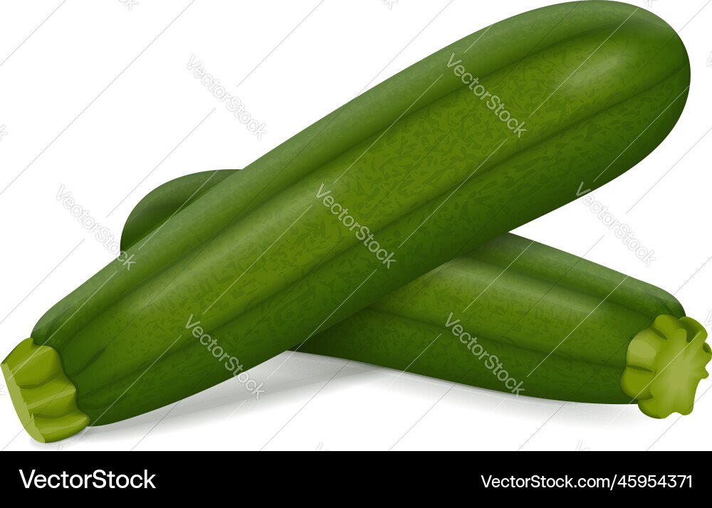 Group of green zucchini Royalty Free Vector Image
