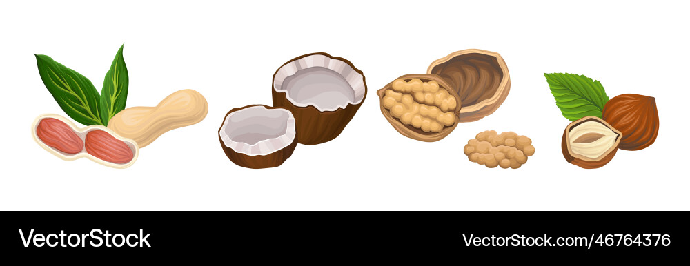 Nuts as dry edible seeds with high fat content Vector Image