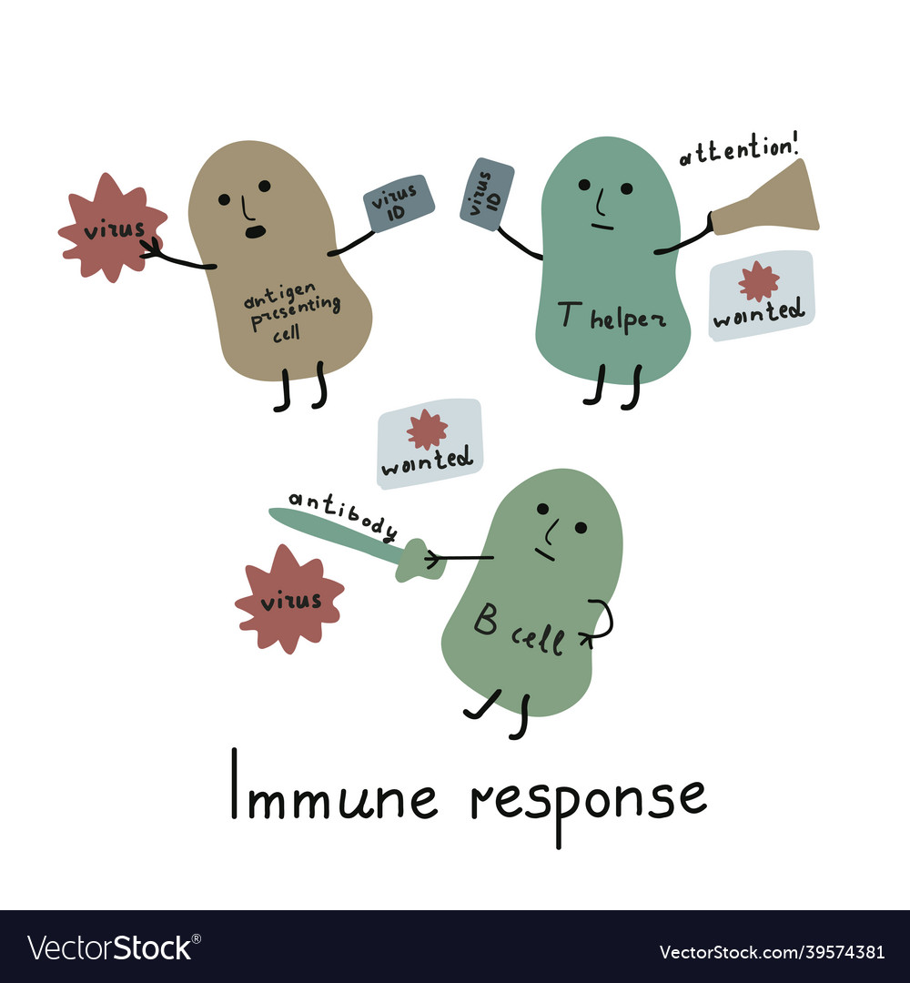 Immune response Royalty Free Vector Image - VectorStock