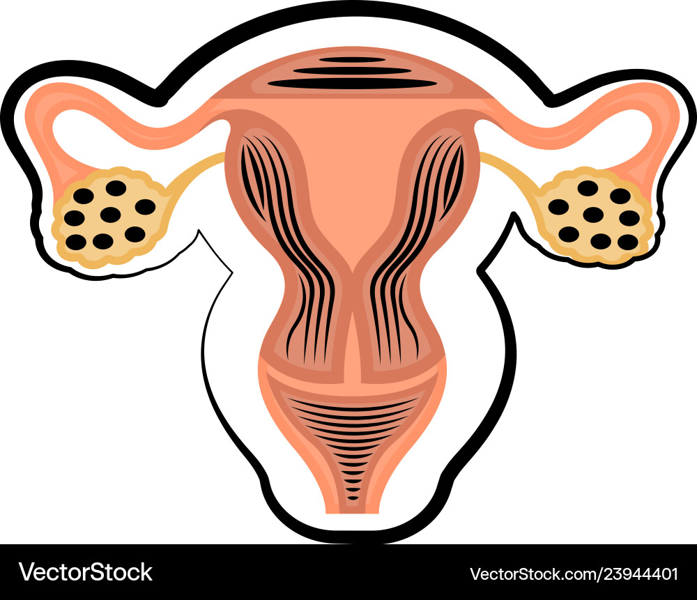 Cut of female reproductive system Royalty Free Vector Image
