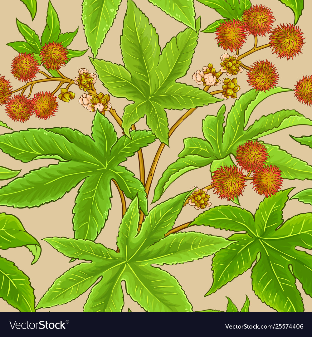 Castor pattern Royalty Free Vector Image - VectorStock