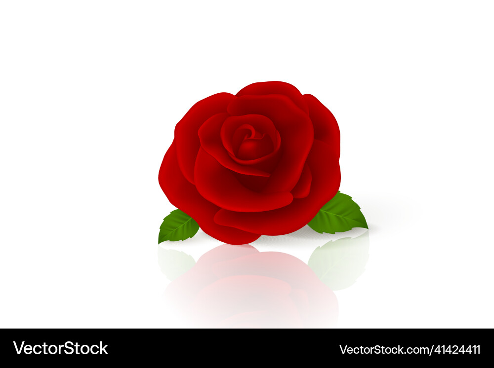 3d realistic red flower rose closeup Royalty Free Vector