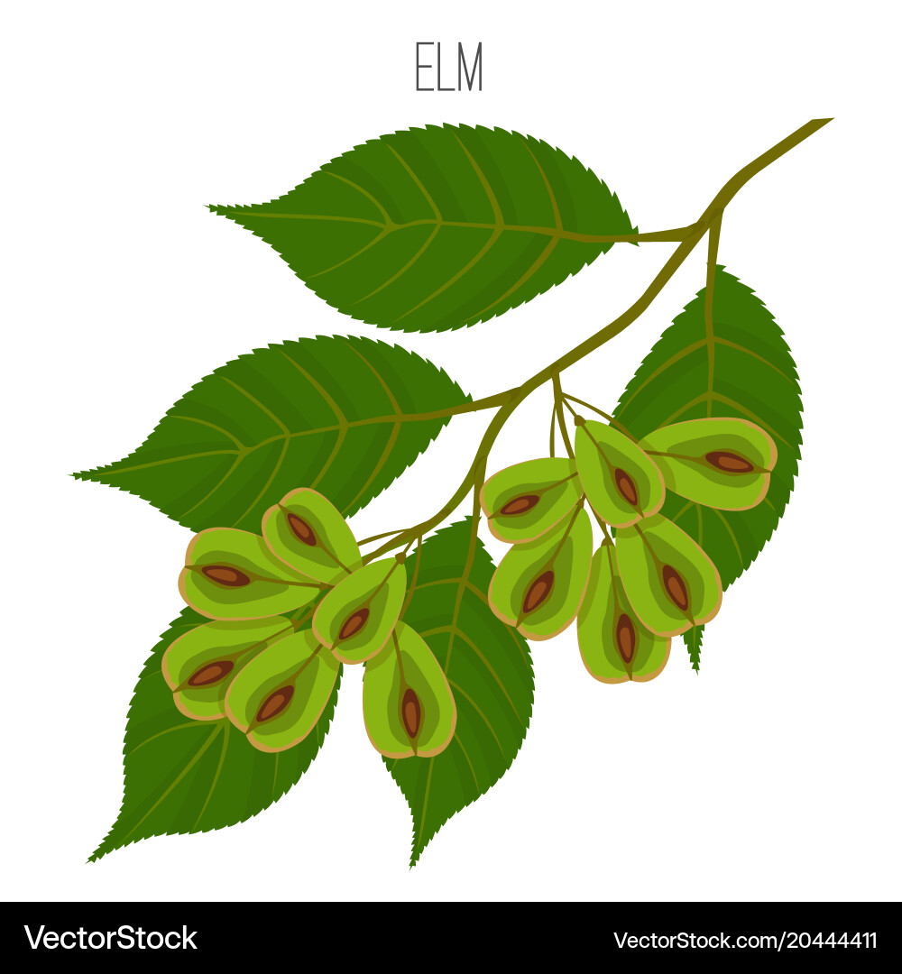 Elm leaves with serrate margins fruit round wind Vector Image