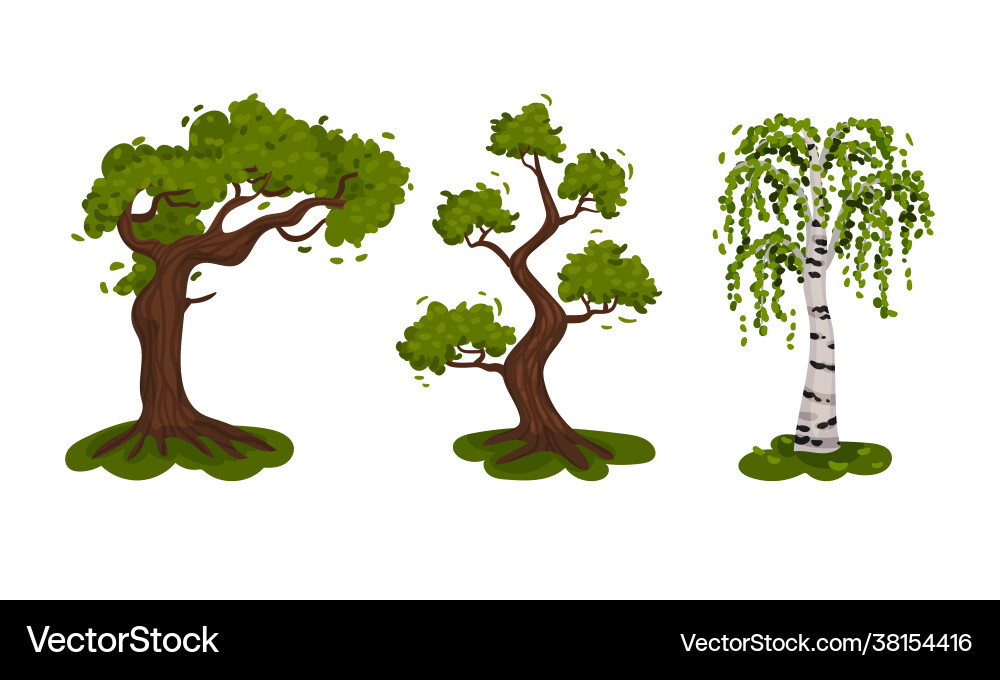 Different trees as perennial plant with trunk Vector Image
